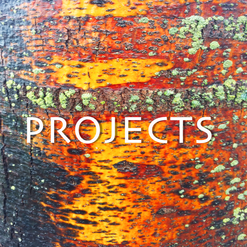 projects – Bridge in Gaps